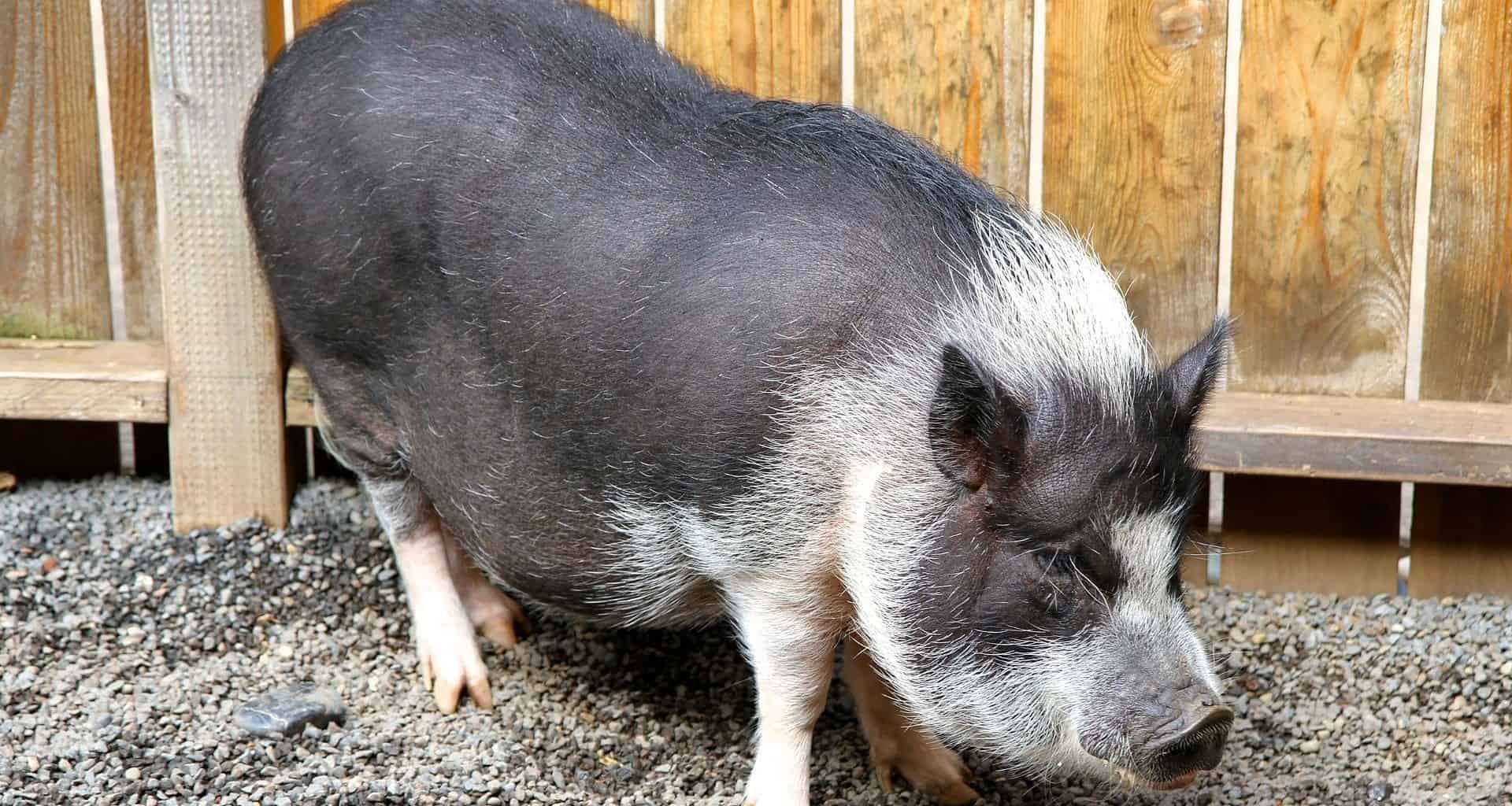 Can You Eat Potbelly Pigs Practical Cooks