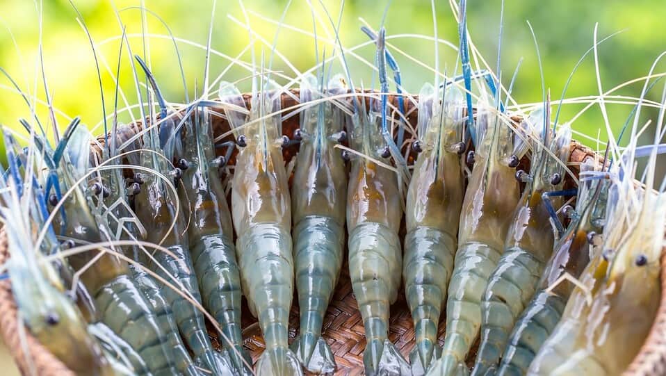 Can You Refreeze Shrimp? - Practical Cooks