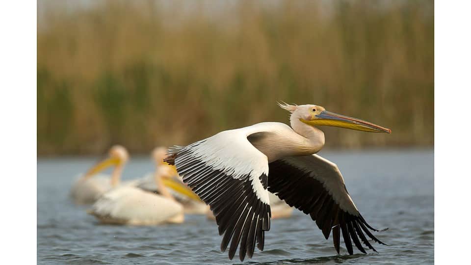 Can You Eat Tapioca Pearls? - Practical Cooks