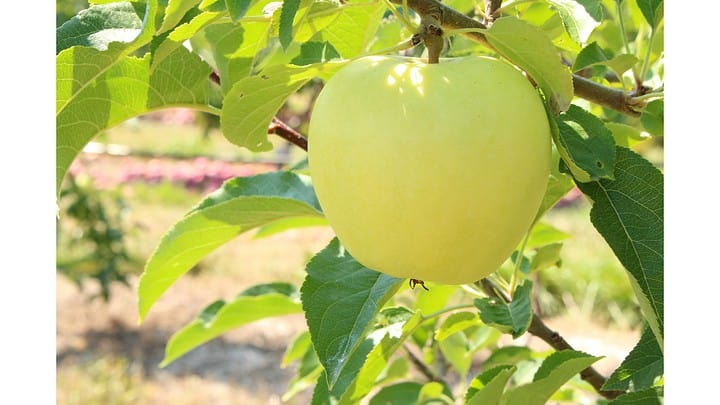 What Are the Sweetest Apples? 19 From Sweet to Tart – Practical Cooks