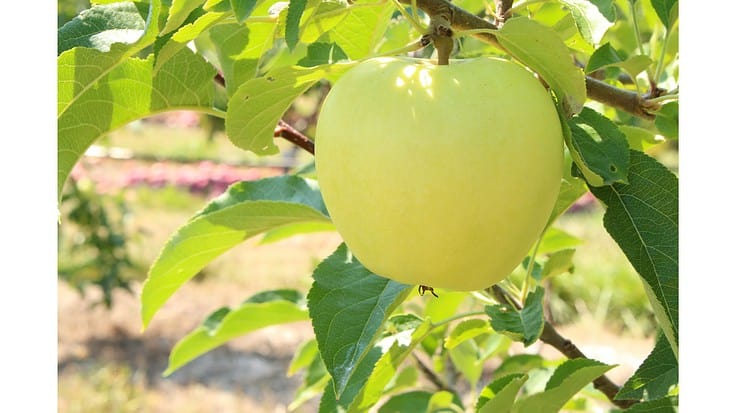 Here Are 19 Of The Sweetest Apples (From Sweet to Tart) - Practical Cooks