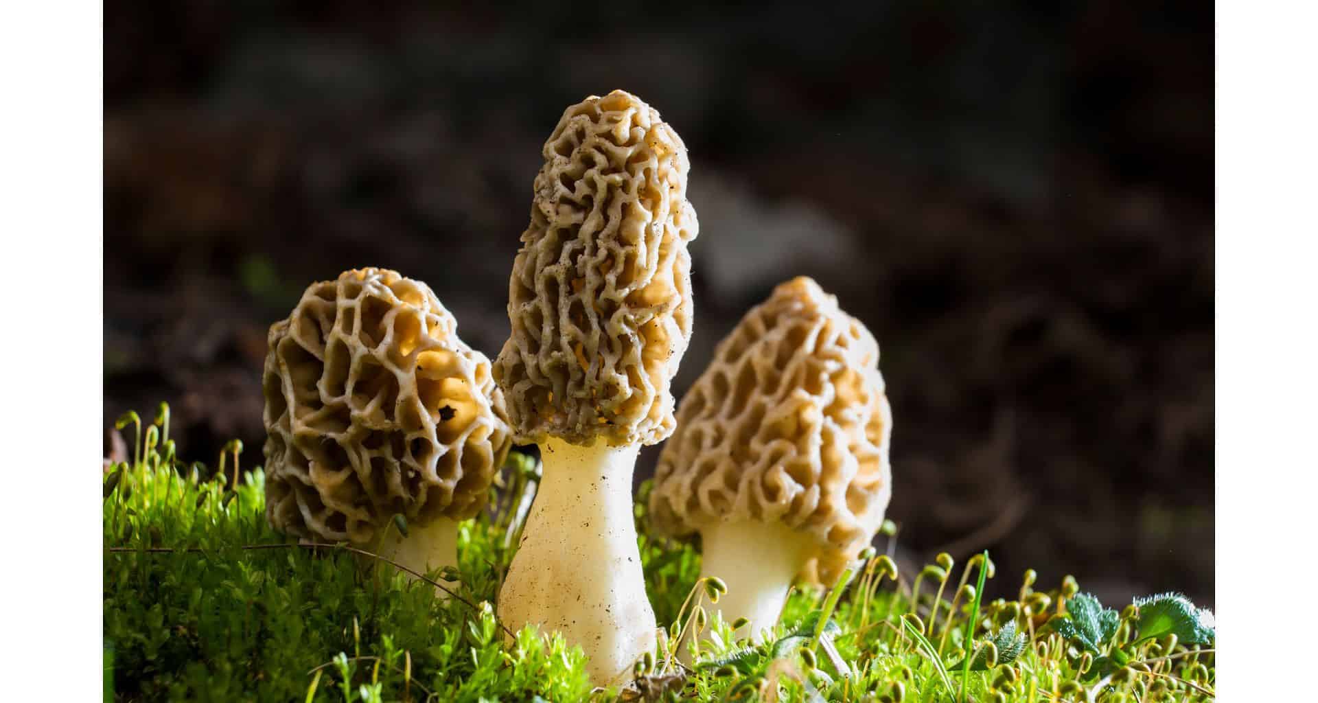 25 Popular Foods That Are Gray - Practical Cooks