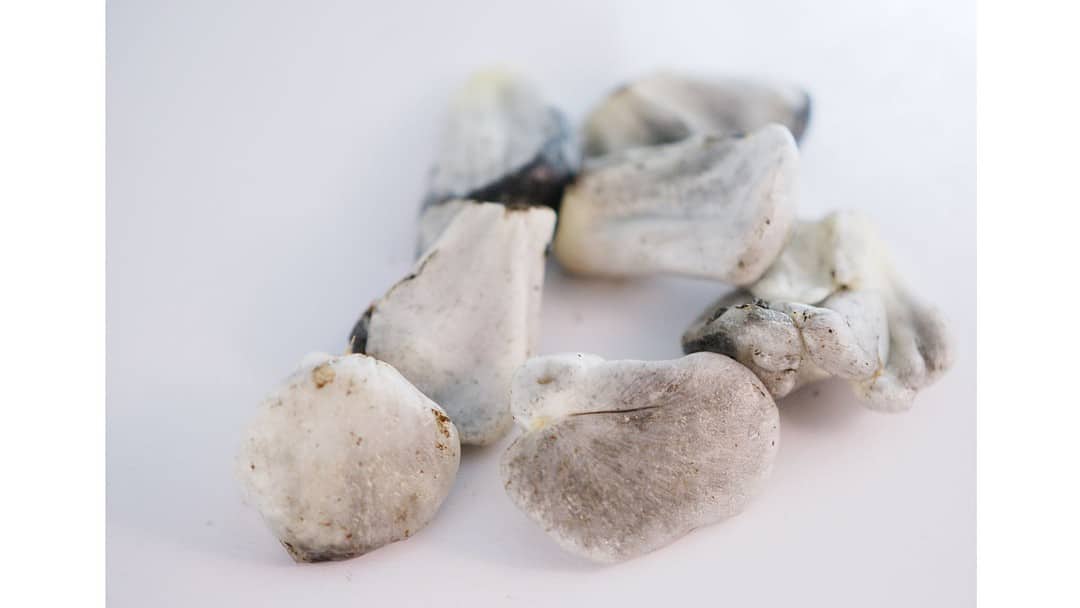 25 Popular Foods That Are Gray - Practical Cooks