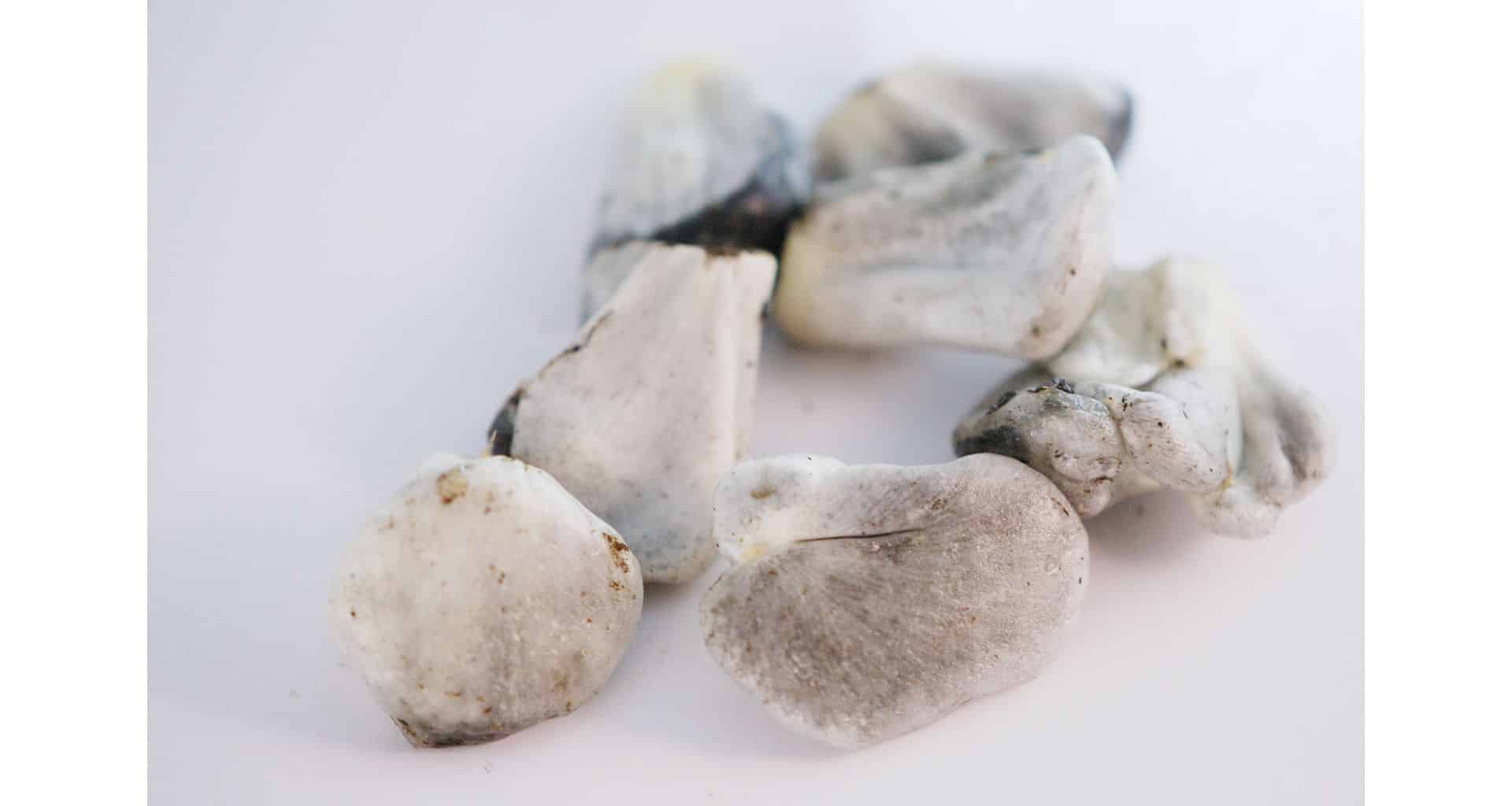 25 Popular Foods That Are Gray - Practical Cooks