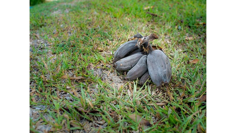 Is It Safe To Eat Black Bananas? - Practical Cooks