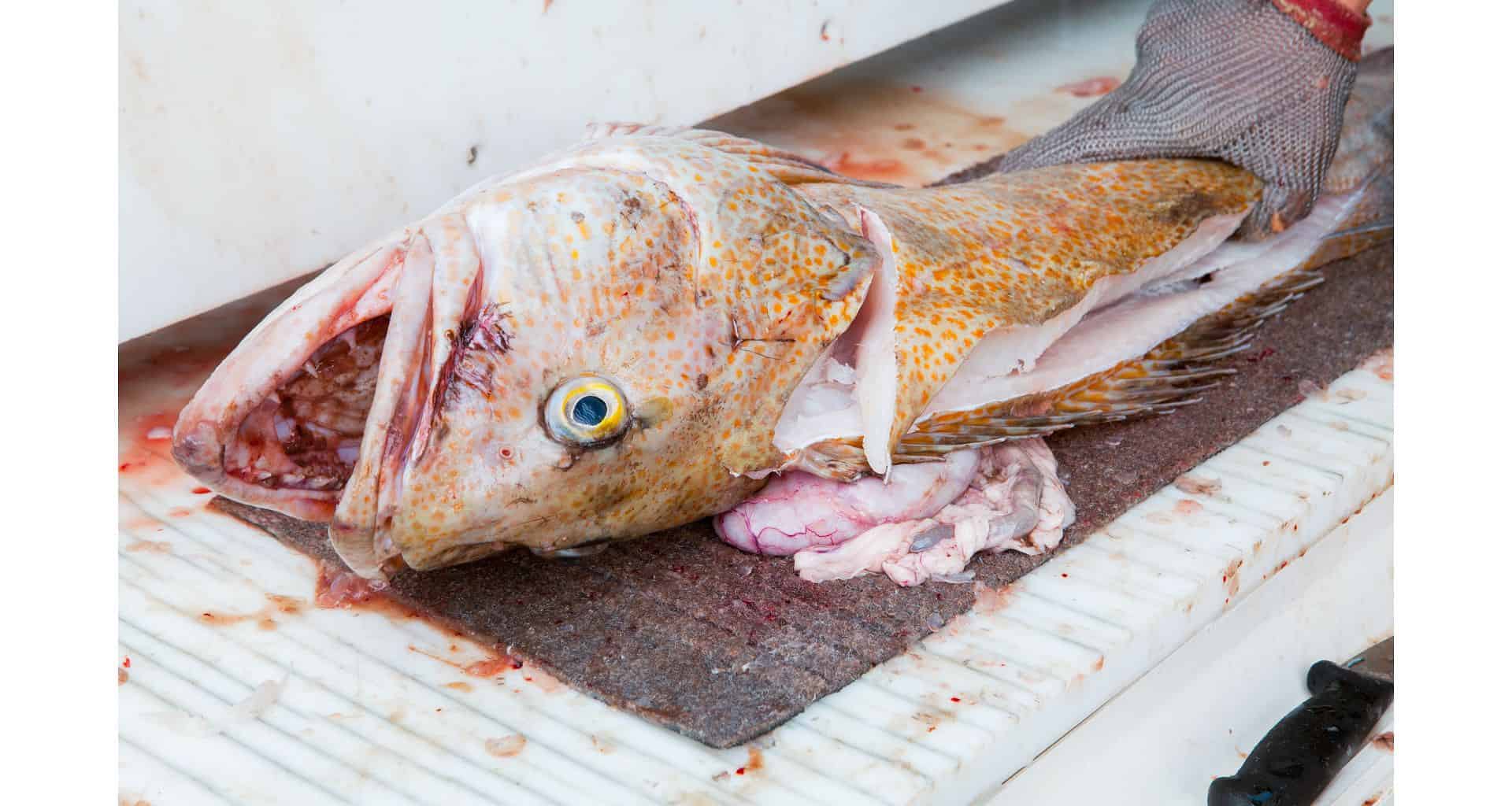 19 Delicious Foods That Are Blue - Practical Cooks