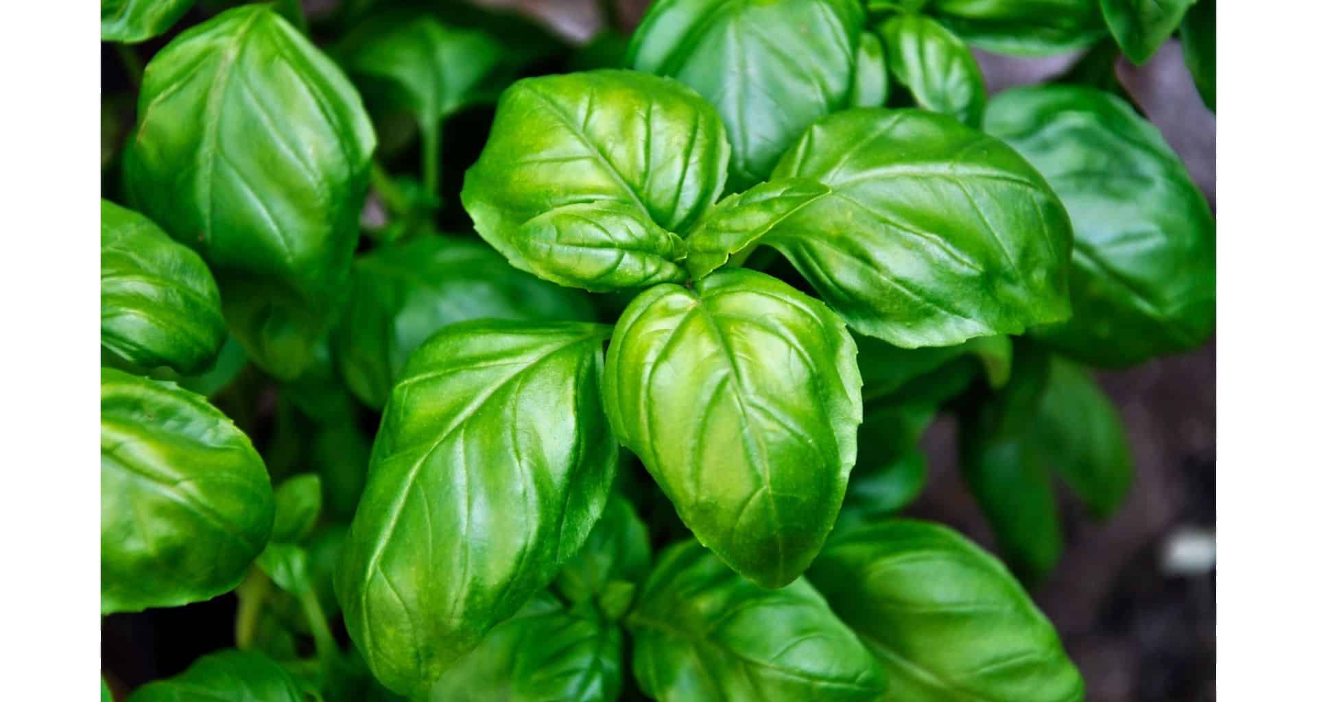 31 Foods With 5 Letters - Practical Cooks