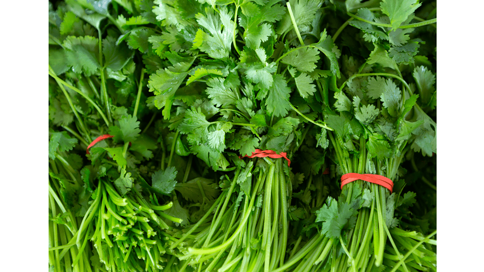 How Much is a Bunch of Cilantro? - Practical Cooks