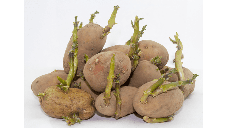 Can You Eat Sprouted Potatoes? Everything You Need to Know - Practical ...